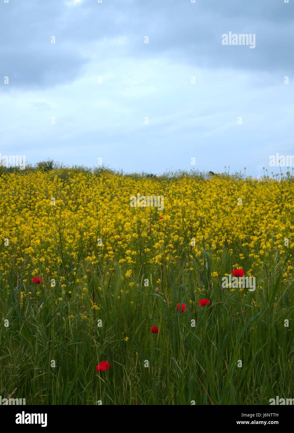 blue environment enviroment horizon flower plant heaven paradise dreamy ...