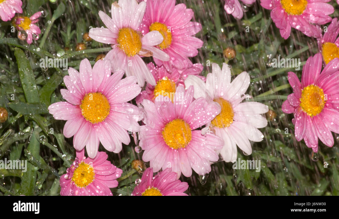 flower plant bloom blossom flourish flourishing wet pour water drop ...