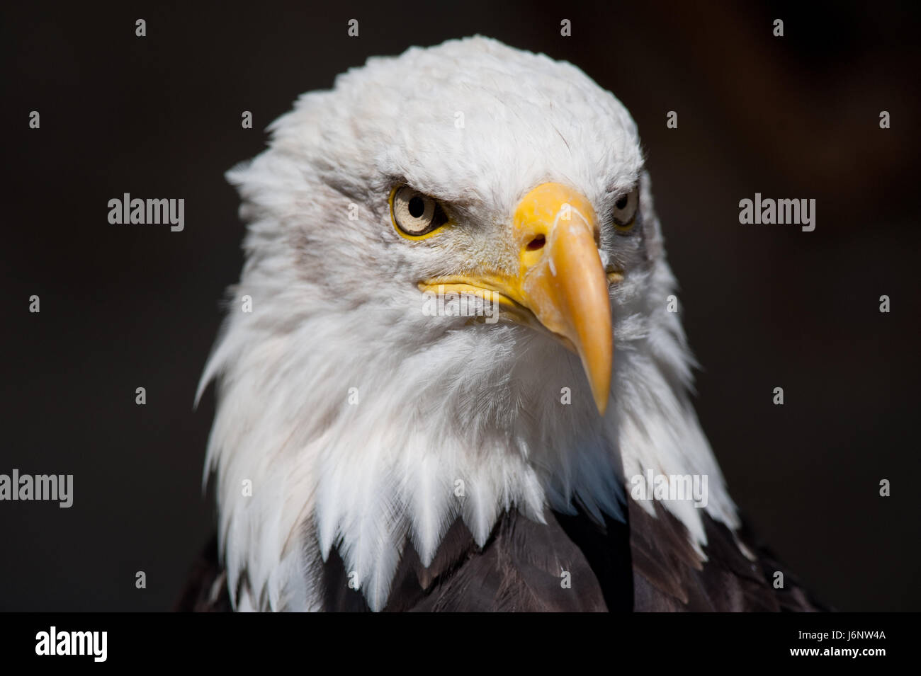 portrait eyes raptor beak feathering powerful beaks brown brownish ...