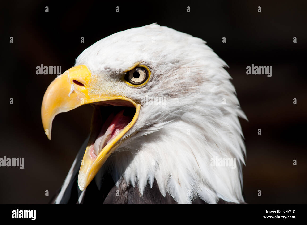 portrait eyes raptor beak feathering powerful beaks brown brownish ...