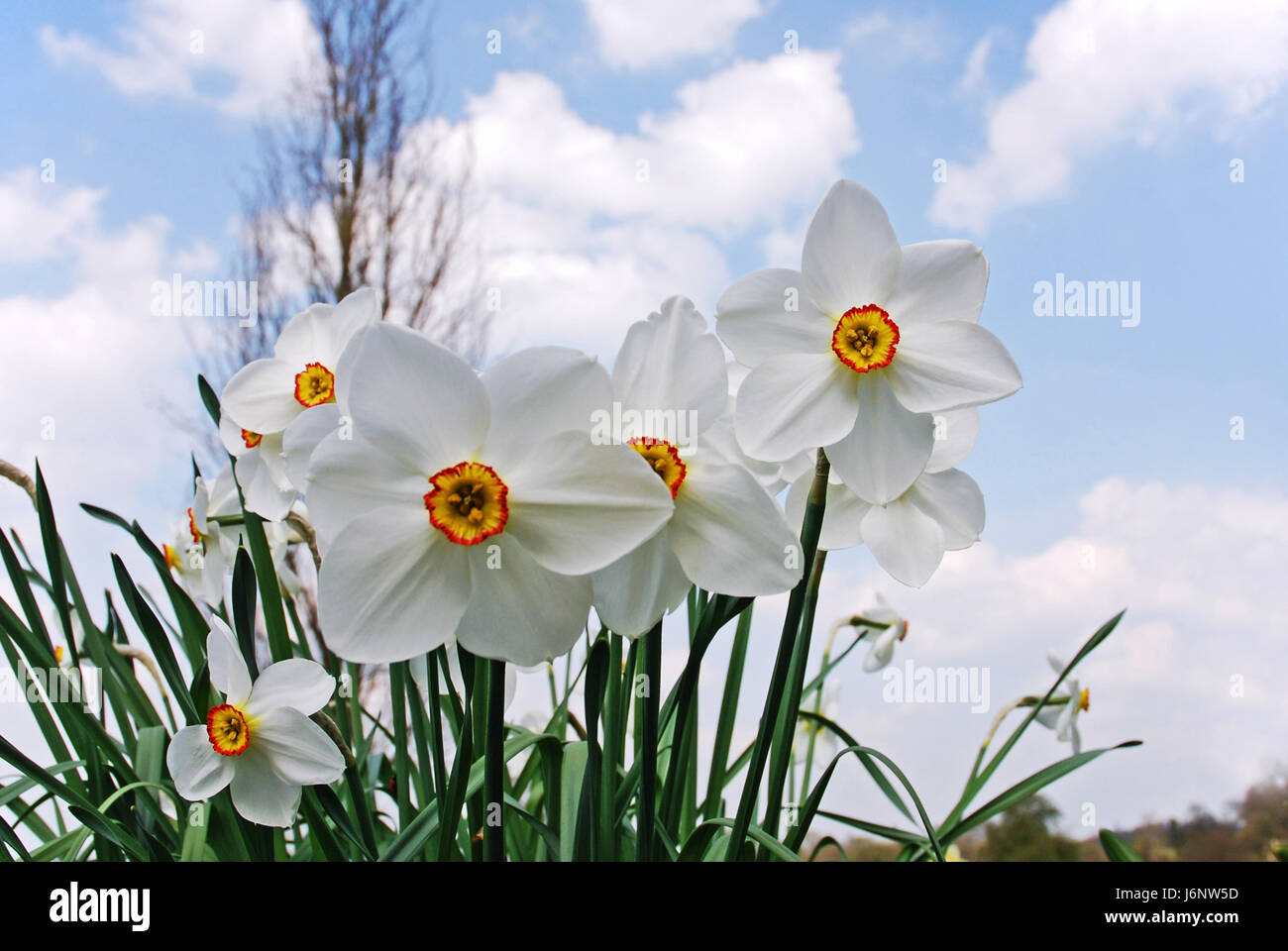 spring colour shapes shape colors colours green leaves blossoms grasses ...