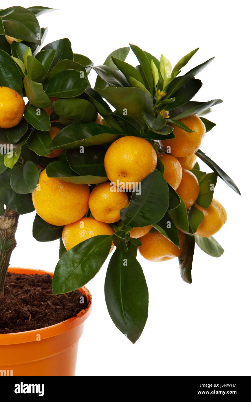 Botany oranges hi-res stock photography and images - Alamy