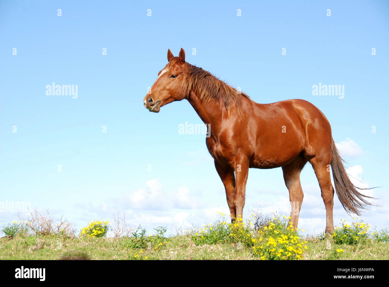 horse stallion horse strong australia freedom liberty stallion fox ...