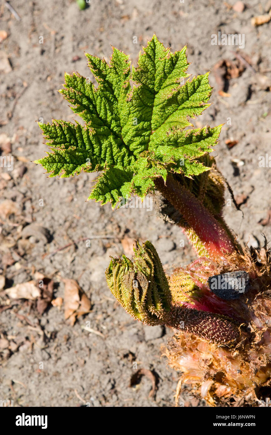 giant gunnera - gunnera manicata Stock Photo - Alamy