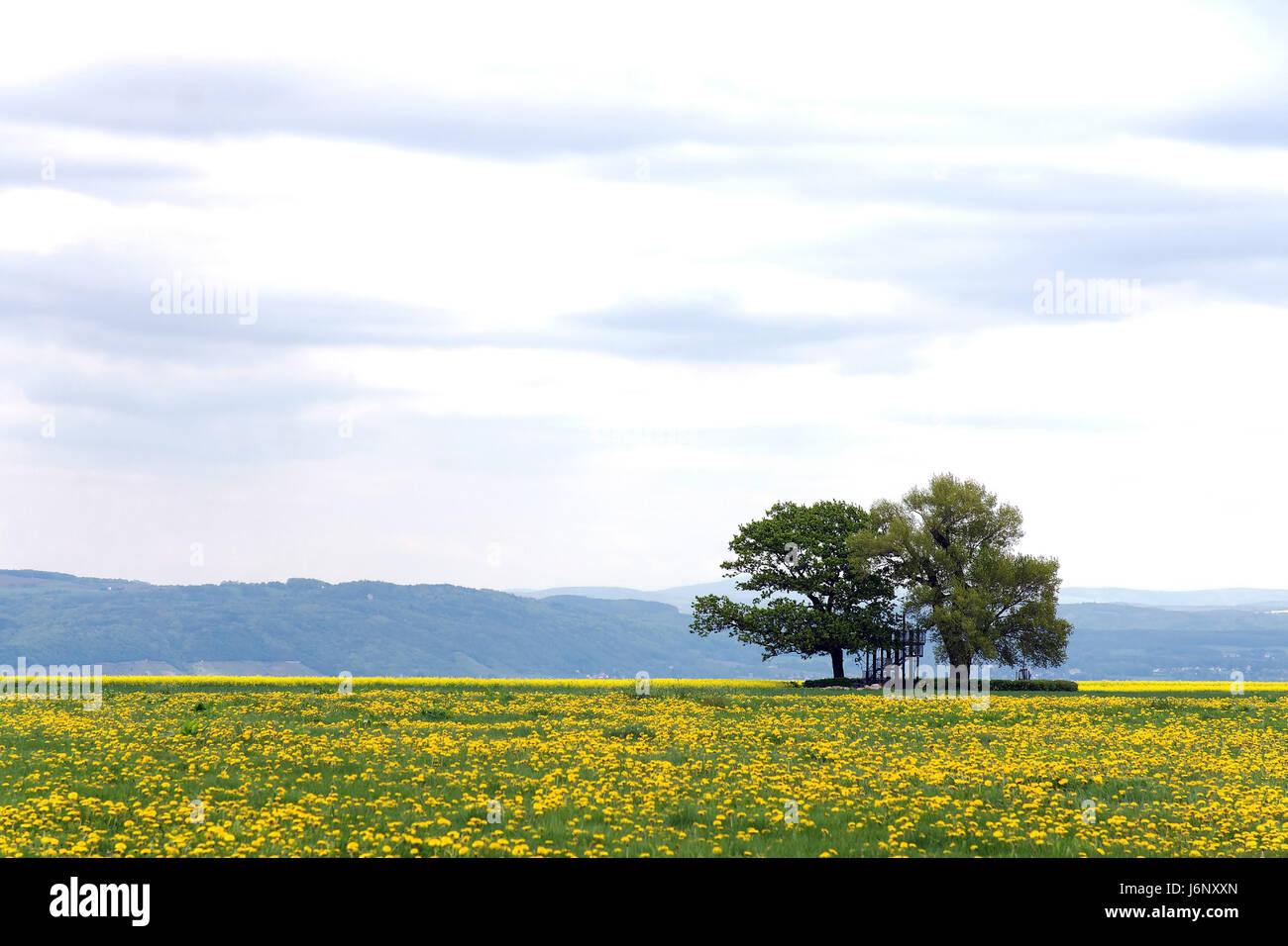 tree trees duo oak flower meadow poplar meadow tree plant bloom blossom ...