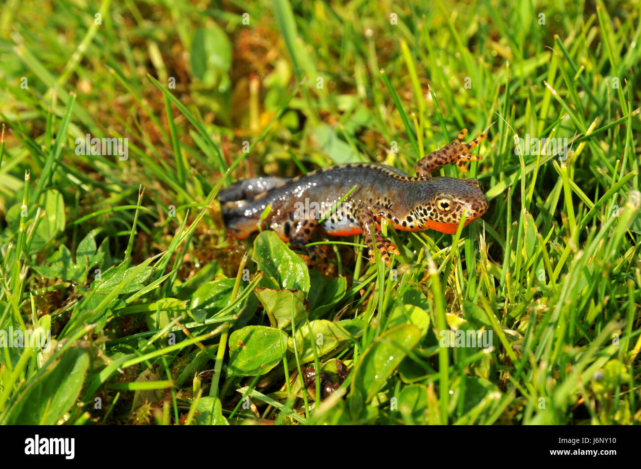 pig - hike Stock Photo - Alamy