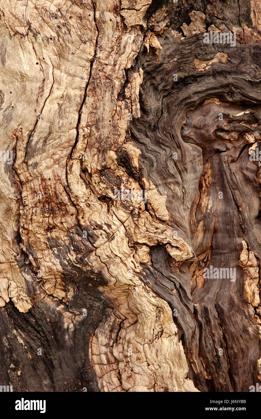 tree wood dry dried up barren design shaping formation shape model ...