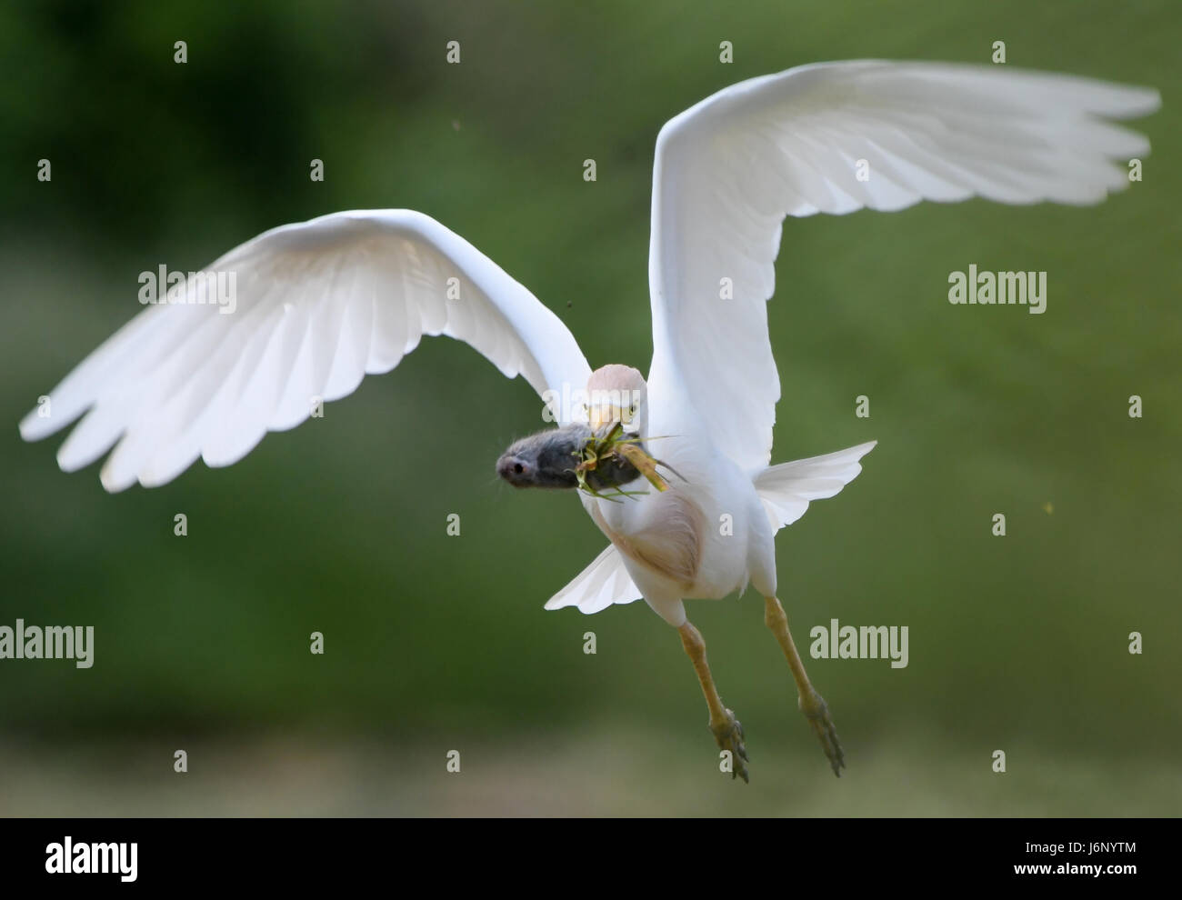 Flying mouse hi-res stock photography and images - Alamy
