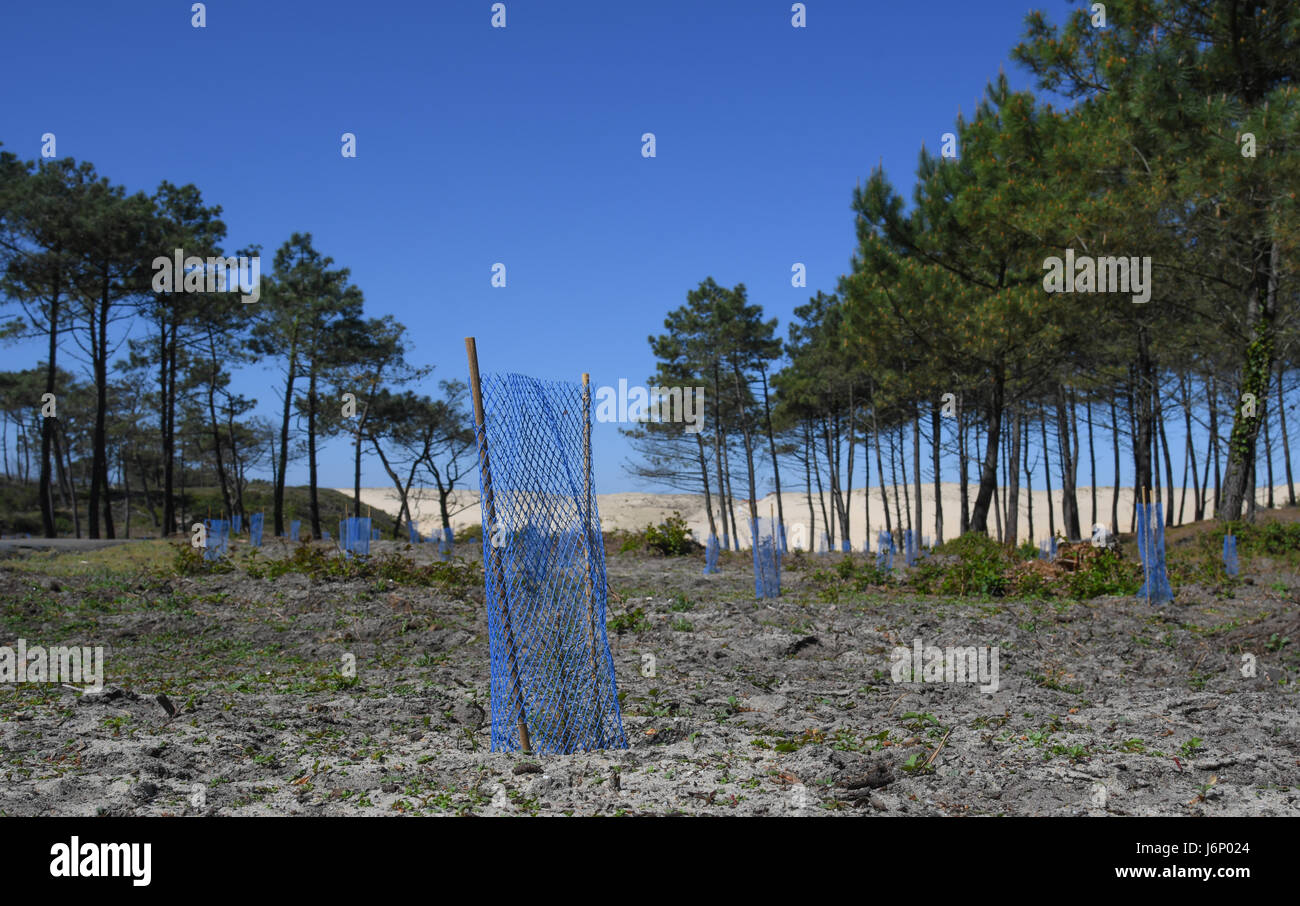 Maritime pine tree pinus pinaster hi-res stock photography and images ...
