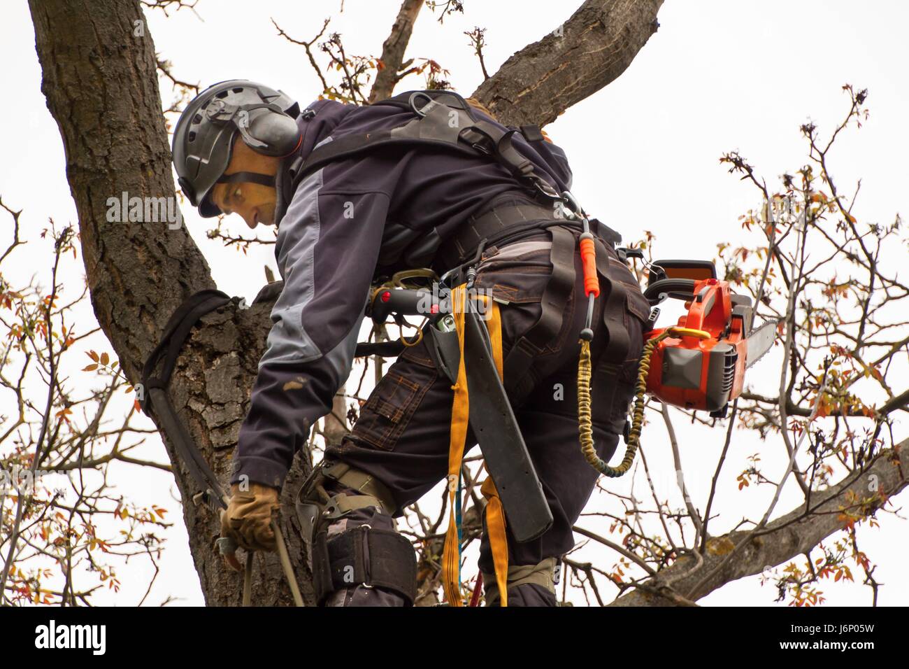 Walnut pruning tree hi-res stock photography and images - Alamy