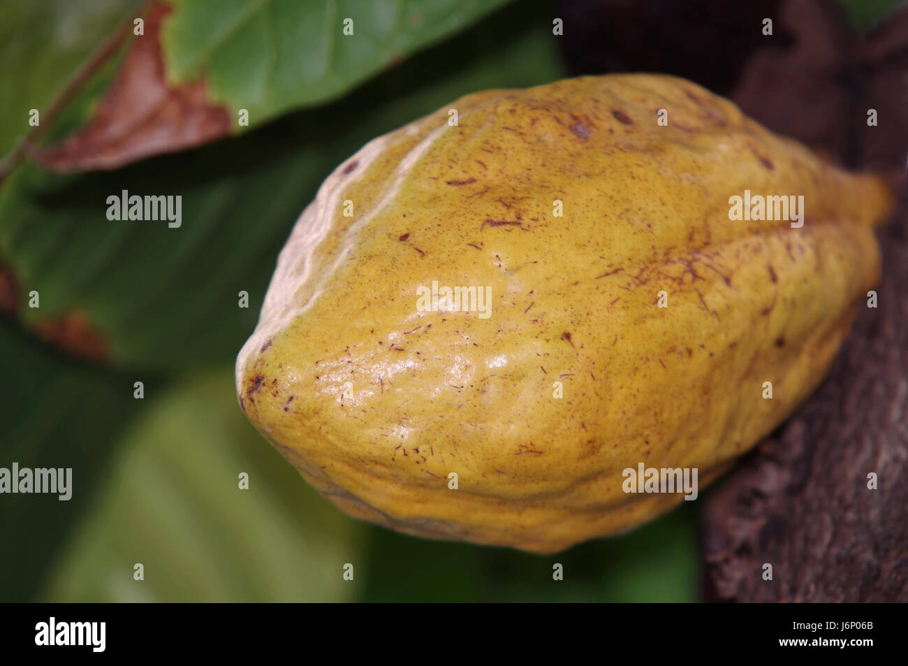 tree cocoa cacao-tree cacao bean tree useful plant fruit latin america ...