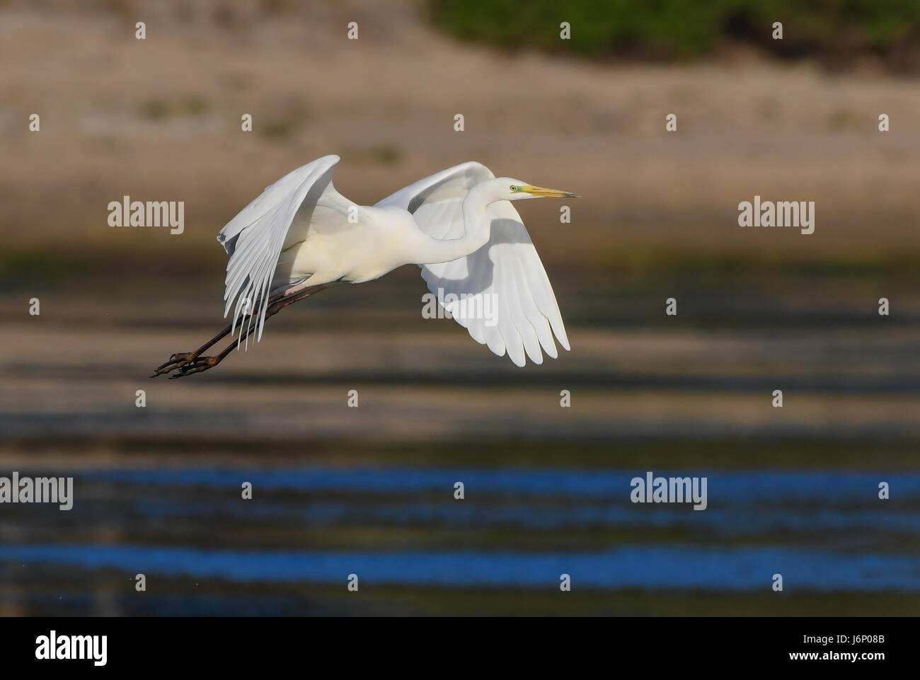 Great egret in flight Stock Photo - Alamy