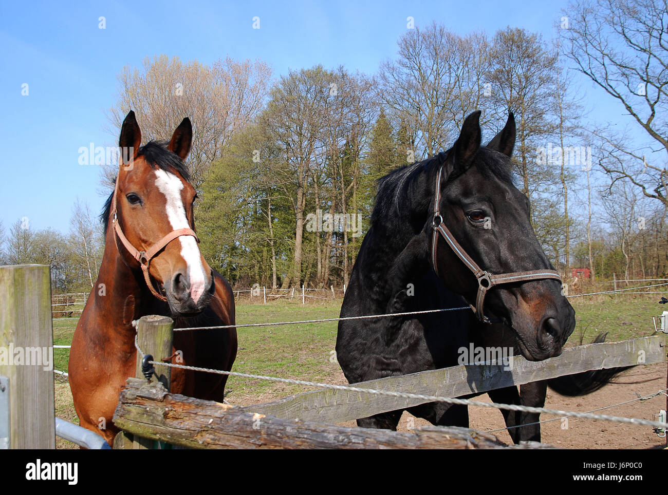 horse portrait stallion black horse paddock two willow horse animal pet ...