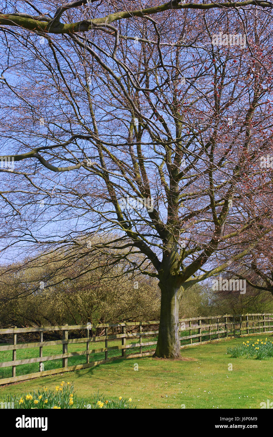 tree england scenery countryside nature britain green flower flowers ...