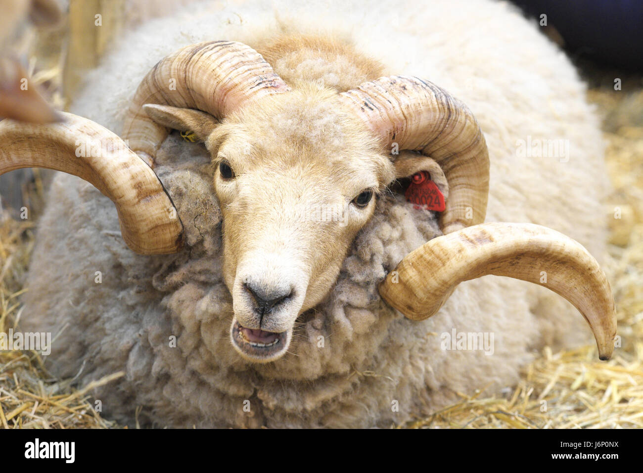 Curly horns sheep hi-res stock photography and images - Alamy