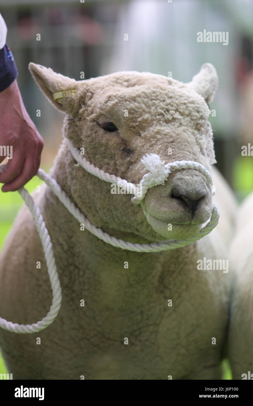 Southdown sheep hi-res stock photography and images - Alamy