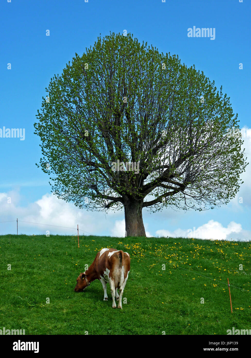 tree hill spring cow bovine chestnut tree meadow blue tree hill shine ...