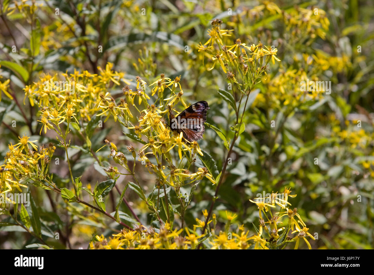 plant insect butterfly flower flowers blossoms peacock butterfly bleed ...