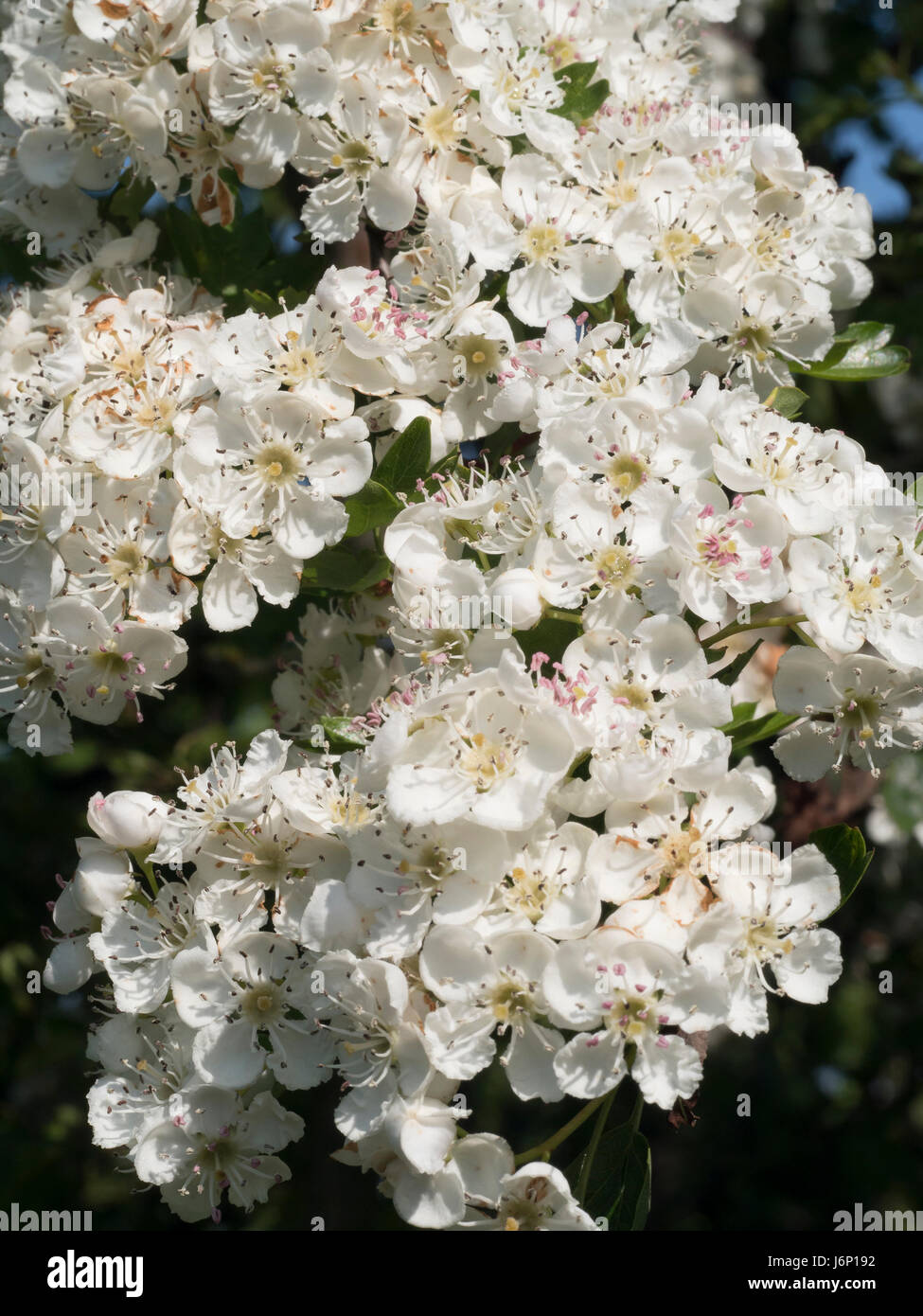 May Blossom, Crataegus, commonly called hawthorn, thornapple, May-tree ...