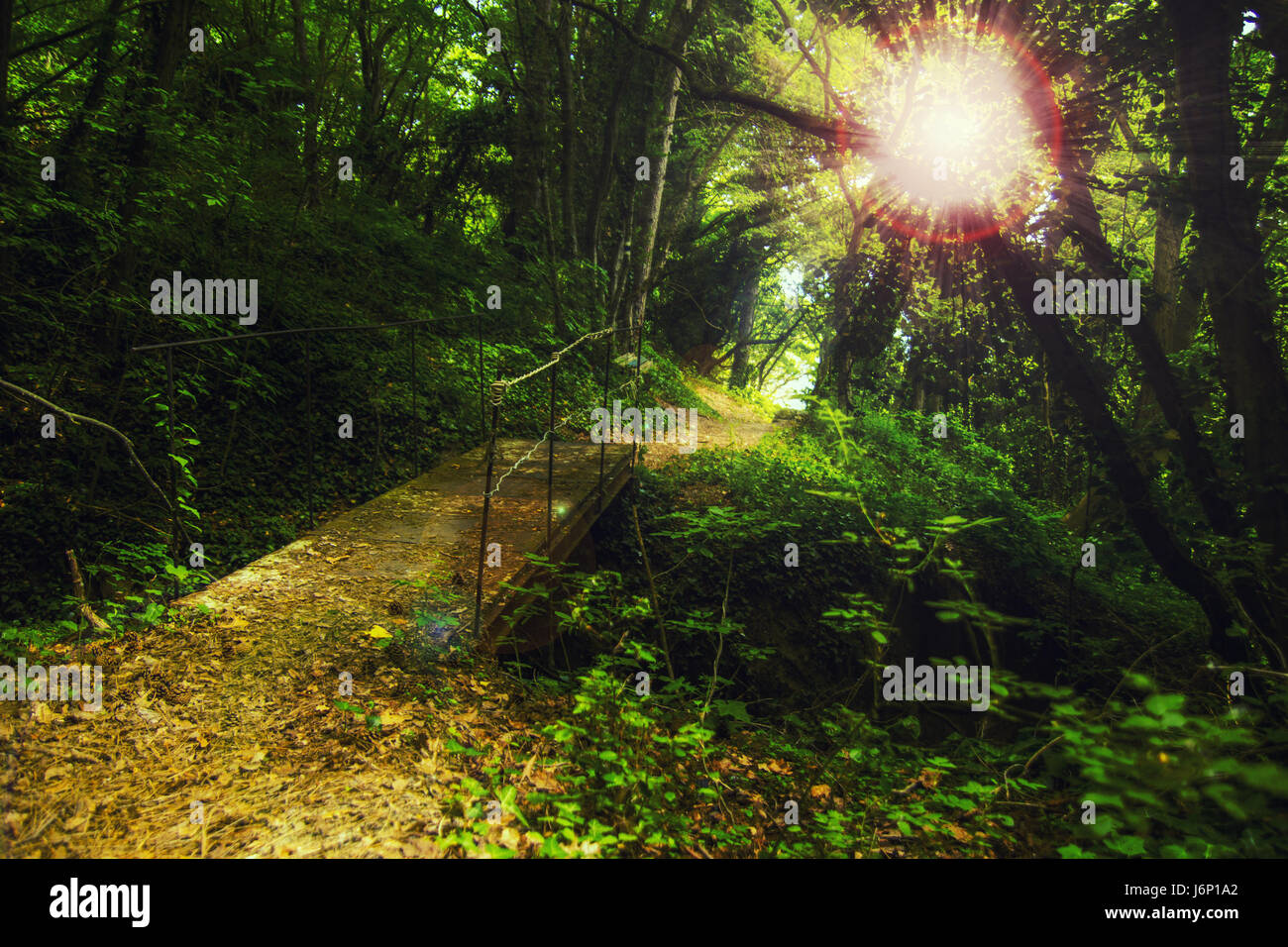 Walking path in the mountain forest of Galata, Varna, Bulgaria Stock ...