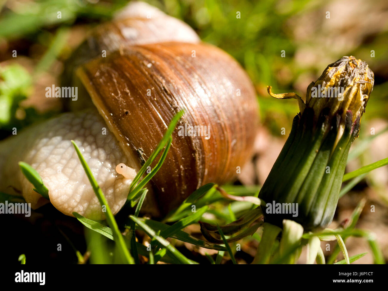 fauna dandelion snail edible snail animal world meadow nature animal ...