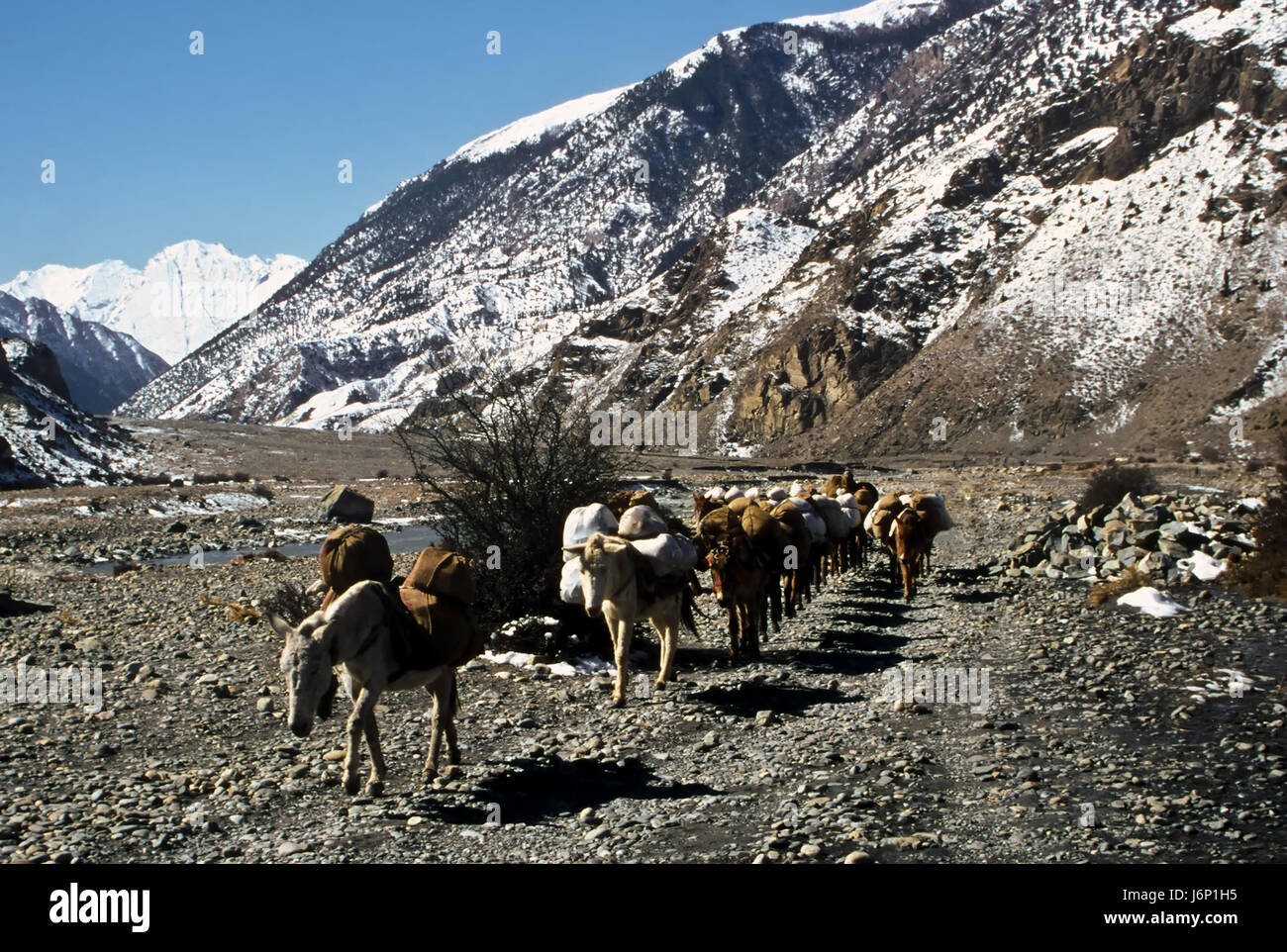 horse animal asia transport donkey nepal pack himalayas blue beautiful ...