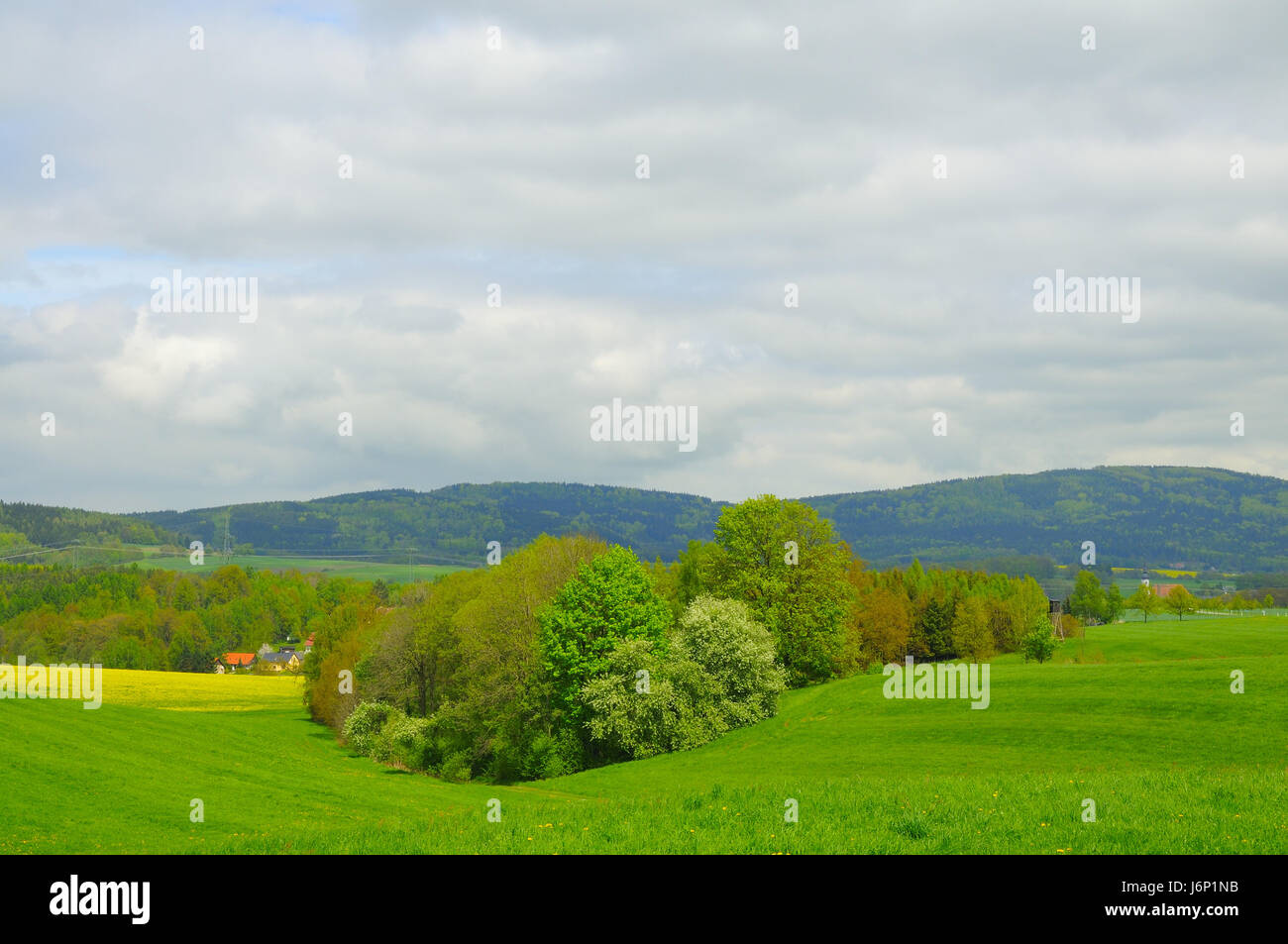 deciduous tree spring May growth forest horizon green blossoms ...
