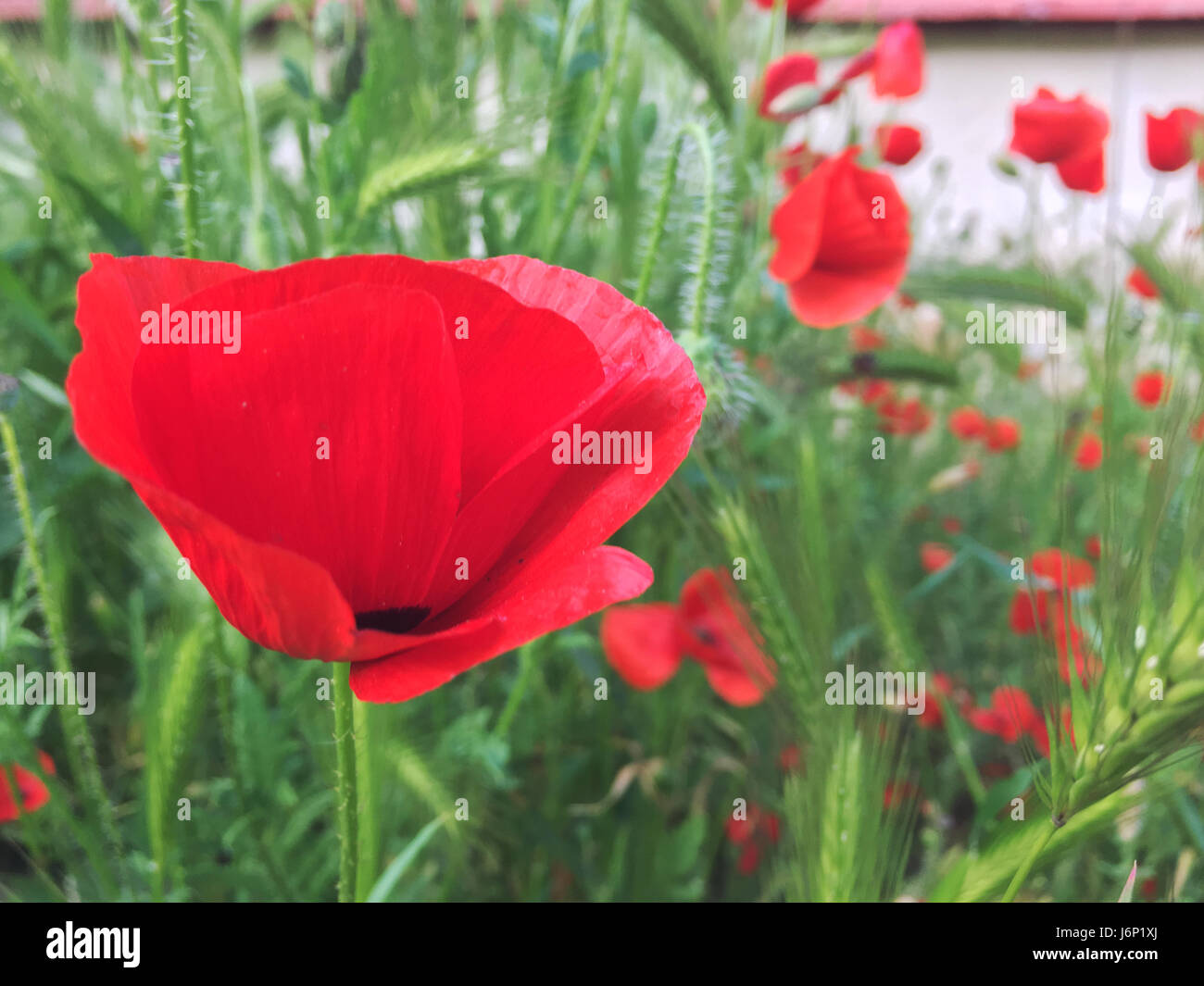 wild red poppy flowers on a green field background Stock Photo - Alamy