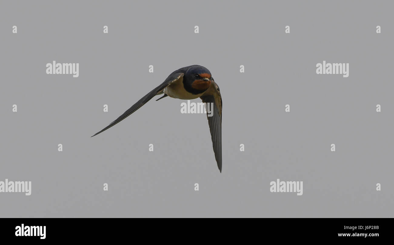 Common swallow in flight Stock Photo - Alamy