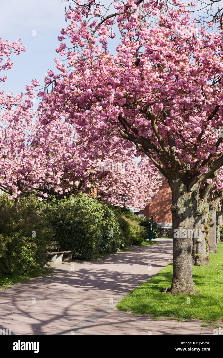 flowering cherry trees Stock Photo - Alamy