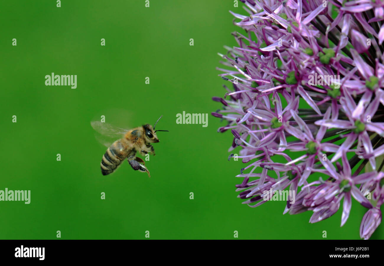 flower plant honeybees fly flies flys flying insect bee flower plant ...