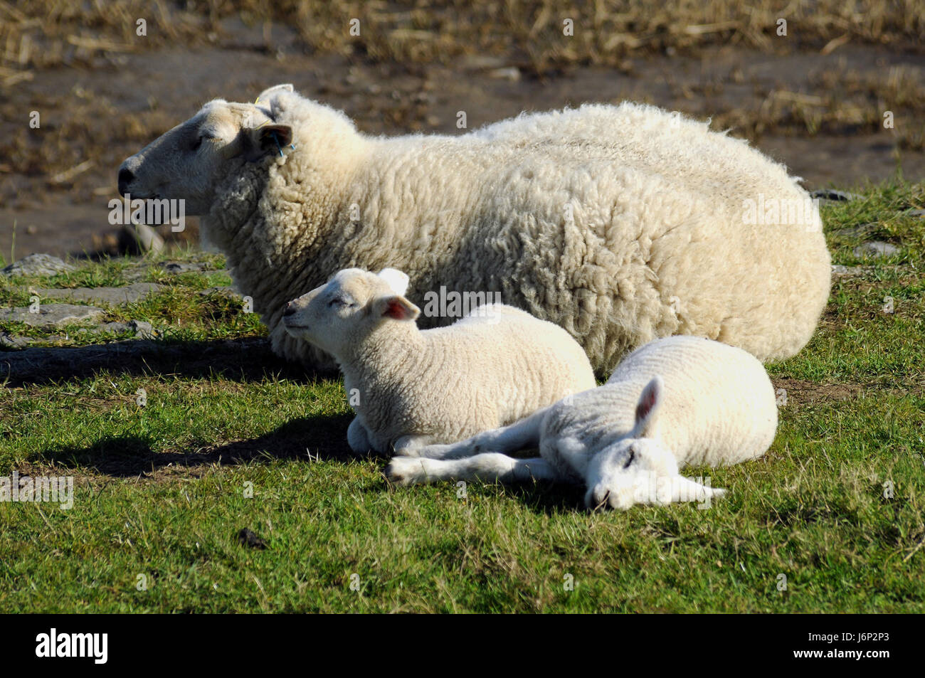 Appreciatively hi-res stock photography and images - Alamy