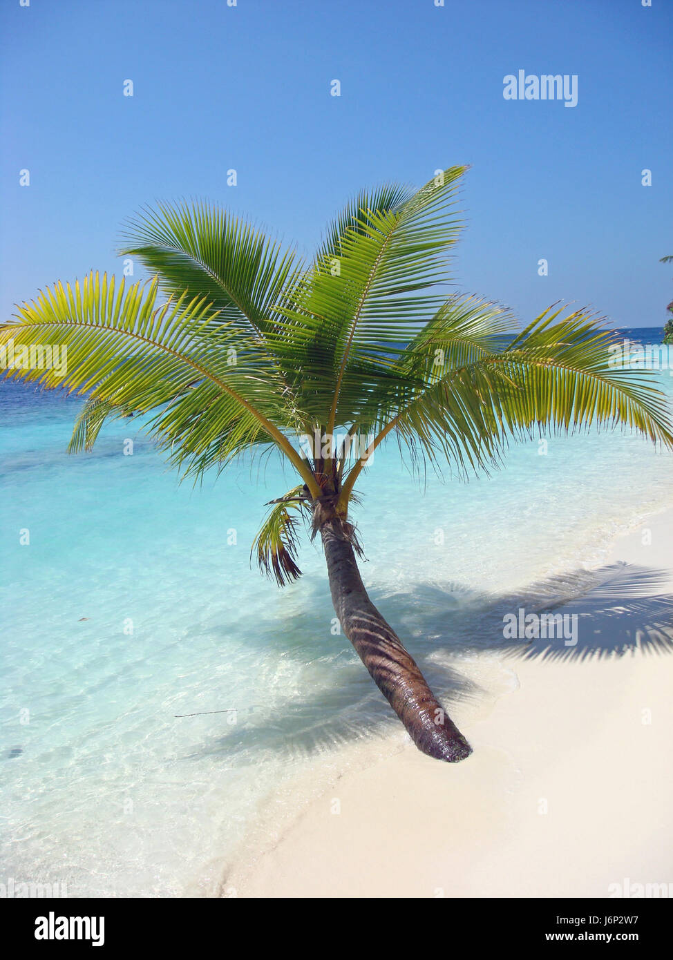 tree beach seaside the beach seashore maldives palm tree salt water sea ...