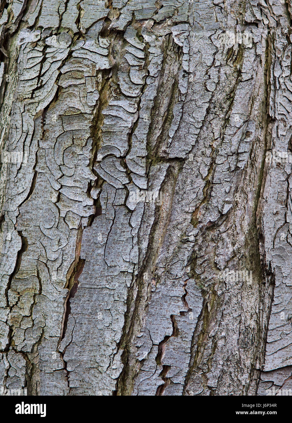 old tree bark Stock Photo - Alamy