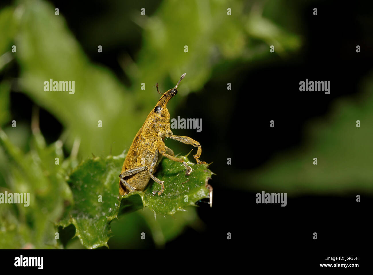 insect scrabble crawling beetle weevil legs macro close-up macro ...