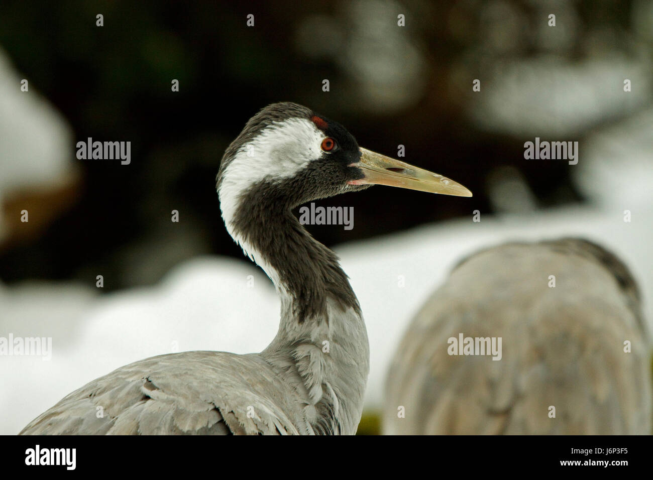 europe crane gravel grey gray lucky luck salute greeting winter bird ...