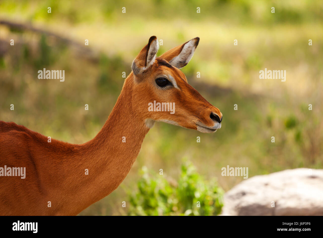 Close-up portrait of beautiful impala with tan coating coloration ...