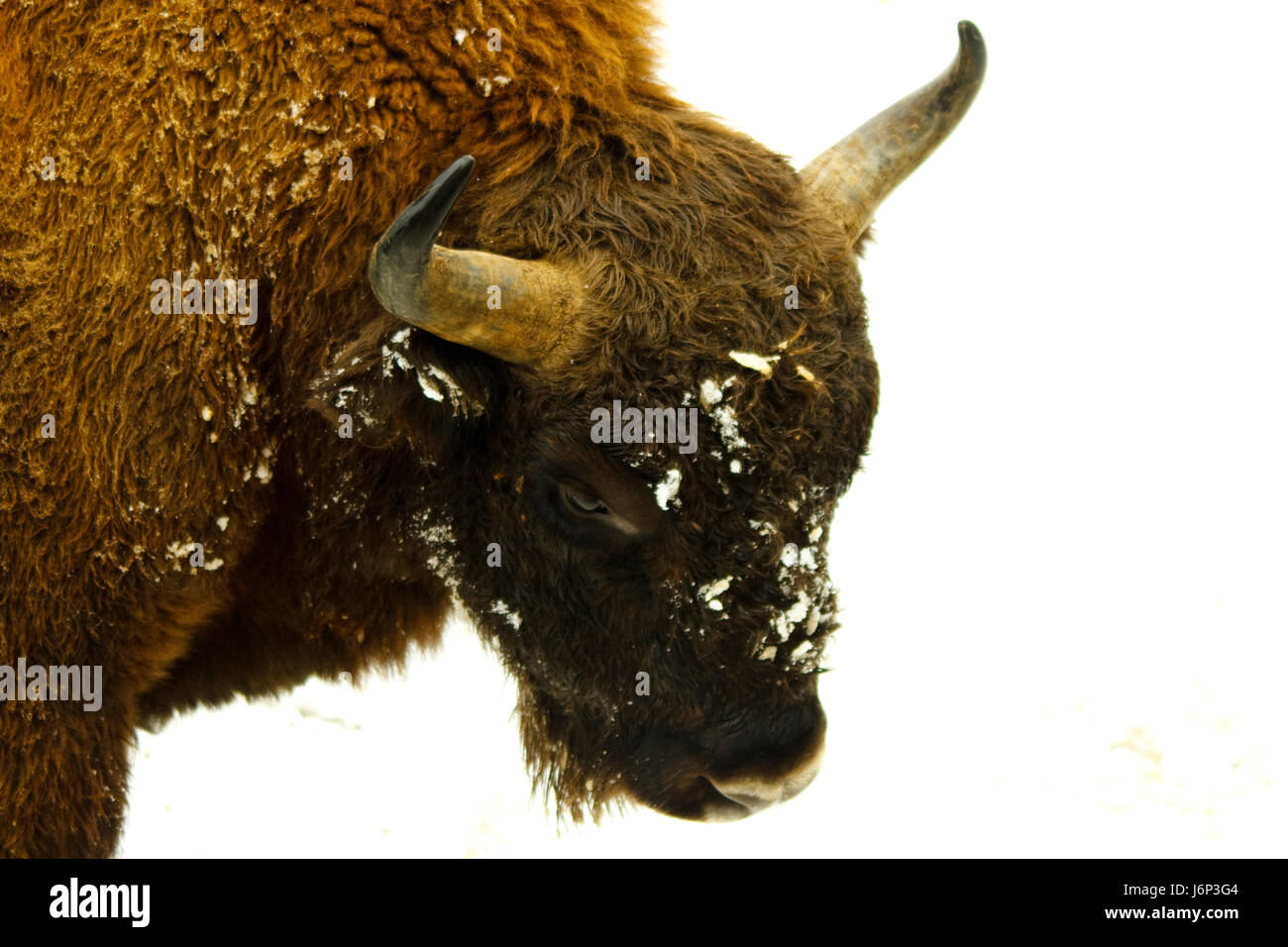 winter cold bull look glancing see view looking peeking looking at ...
