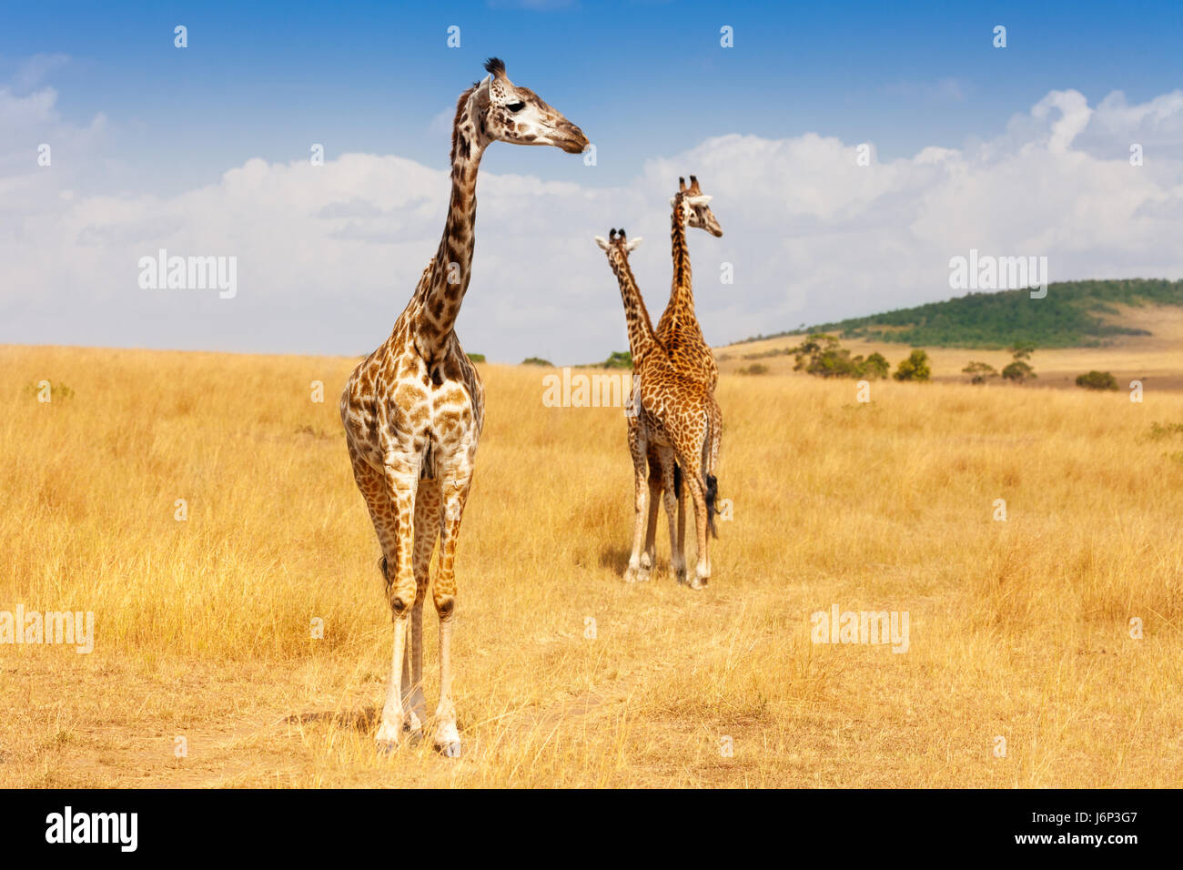 Masai giraffes standing in dried grass of Kenyan savannah, Africa Stock ...