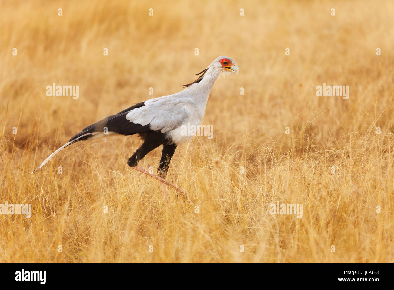 Secretary bird hunting hi-res stock photography and images - Alamy