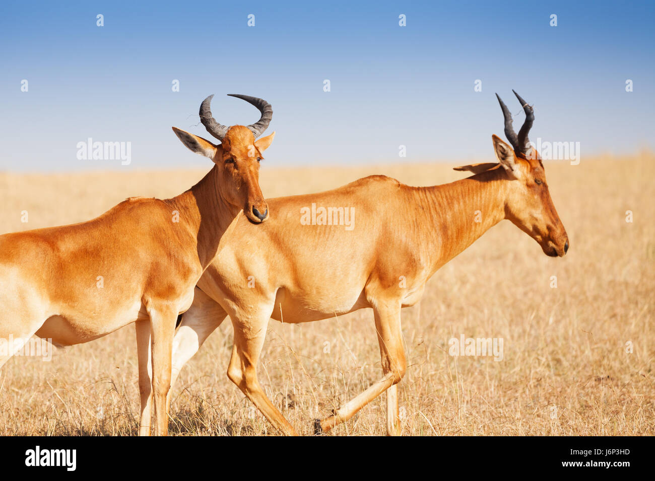 Male topis hi-res stock photography and images - Alamy