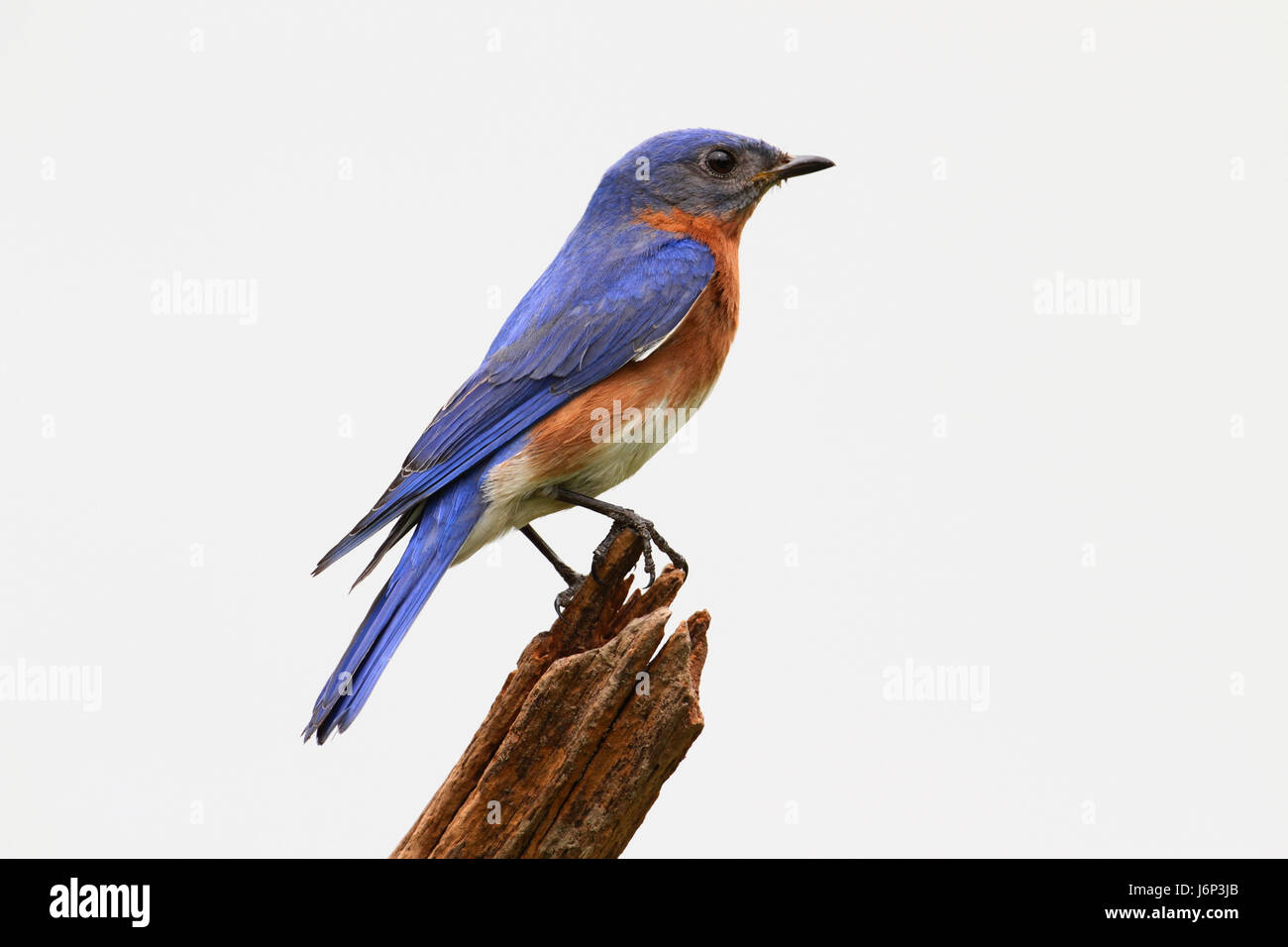 isolated bird wildlife eastern white nature isolated animal bird fauna ...