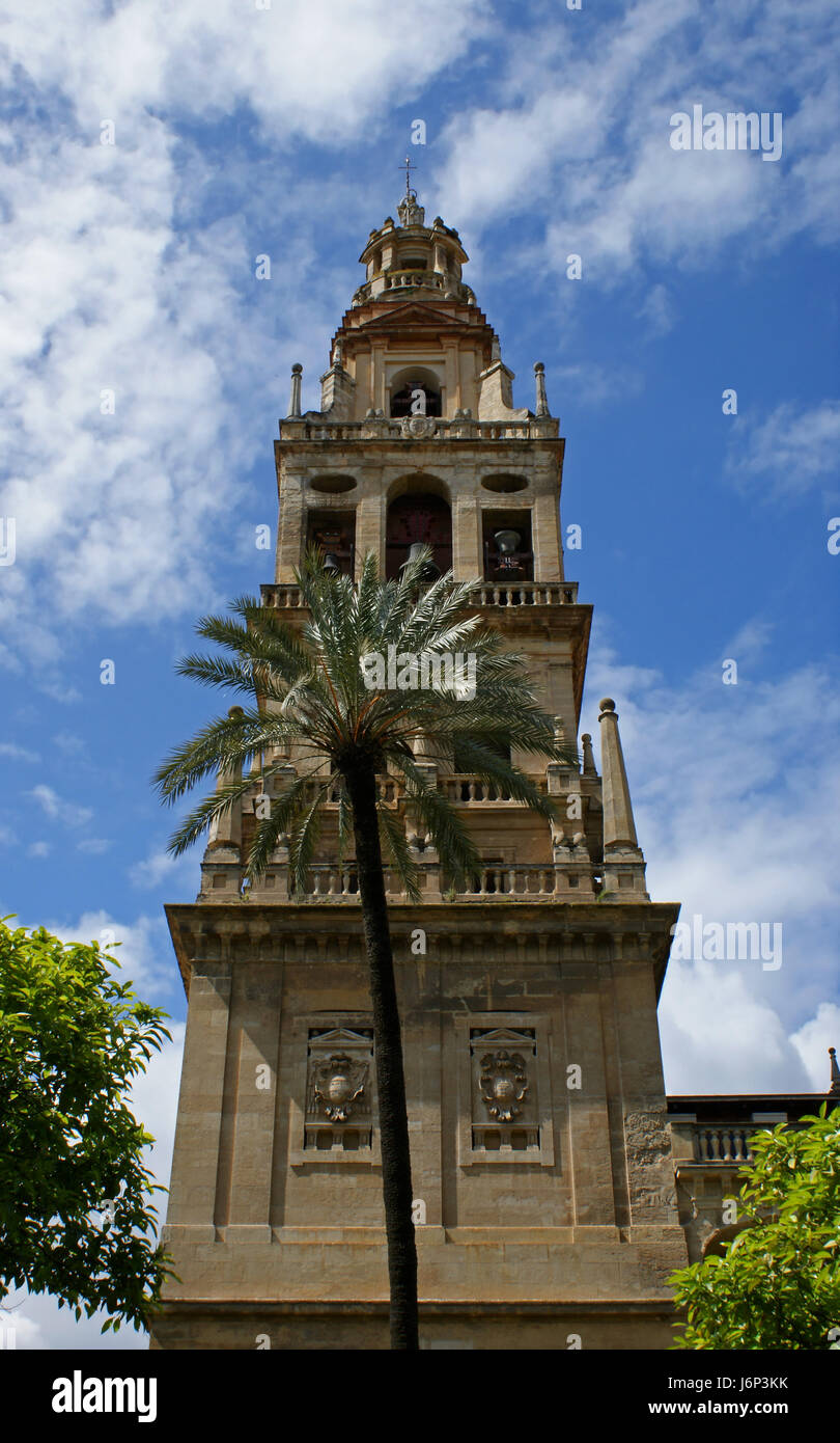 cathedral palm tree steeple mosque belfry cordoba cathedral palm tree ...