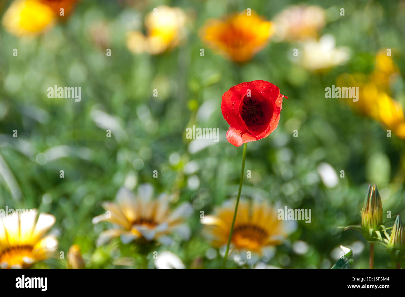 green coloured colourful gorgeous multifarious richly coloured summer ...