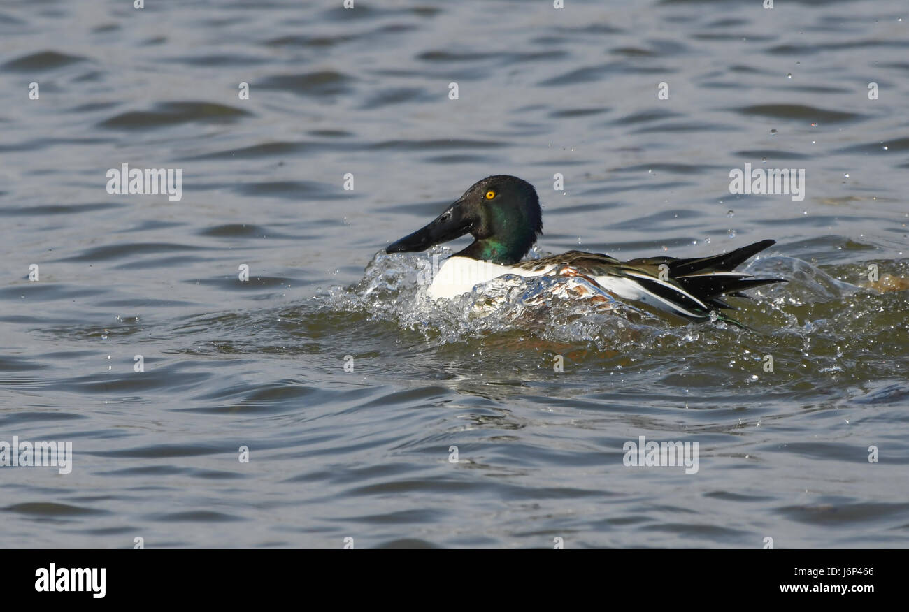 Pato pato aves hi-res stock photography and images - Alamy