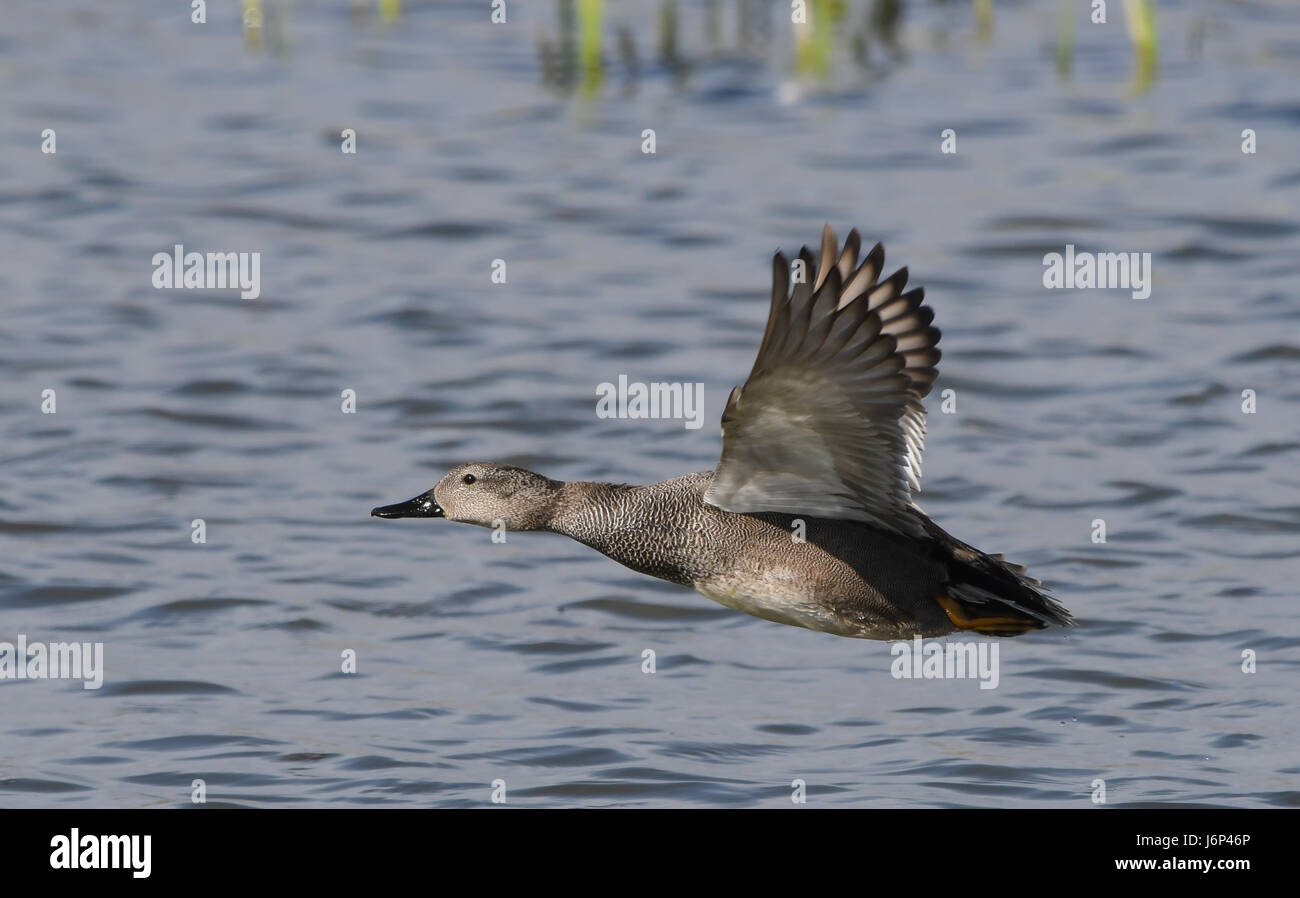 gadwall in flight at Salburua wetland Stock Photo - Alamy