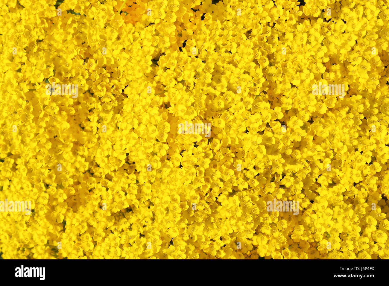 flower flowers plant spring abstract pattern backdrop background yellow ...