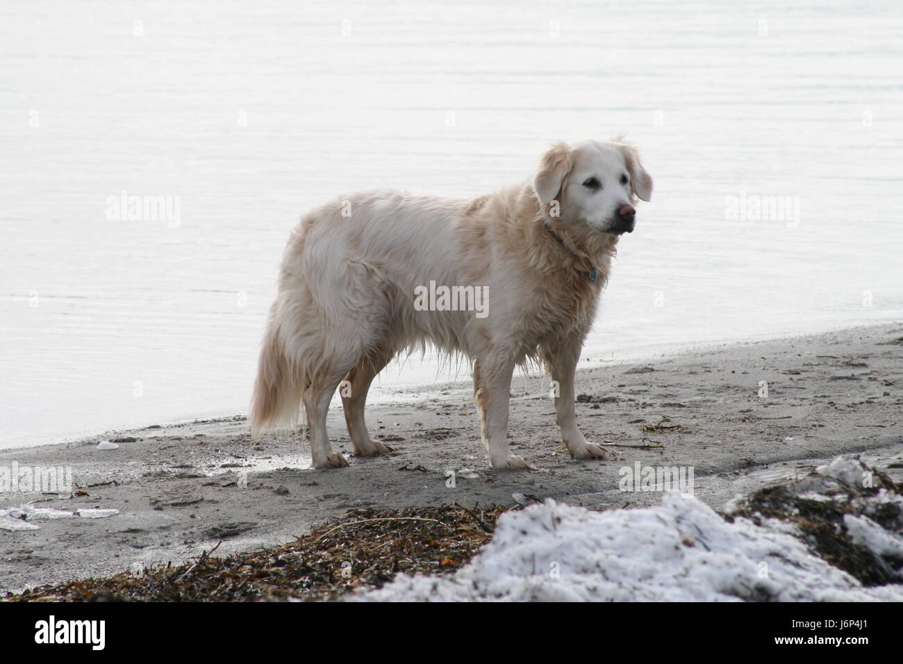beach seaside the beach seashore dog salt water sea ocean water sands ...