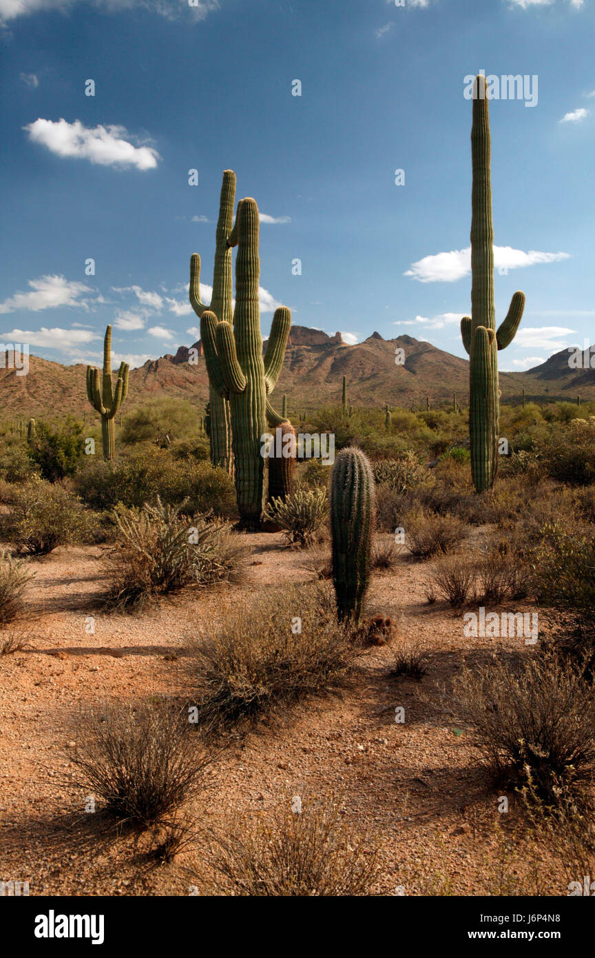 desert wasteland arizona cactus empty vegetation arid slim sligth lean ...
