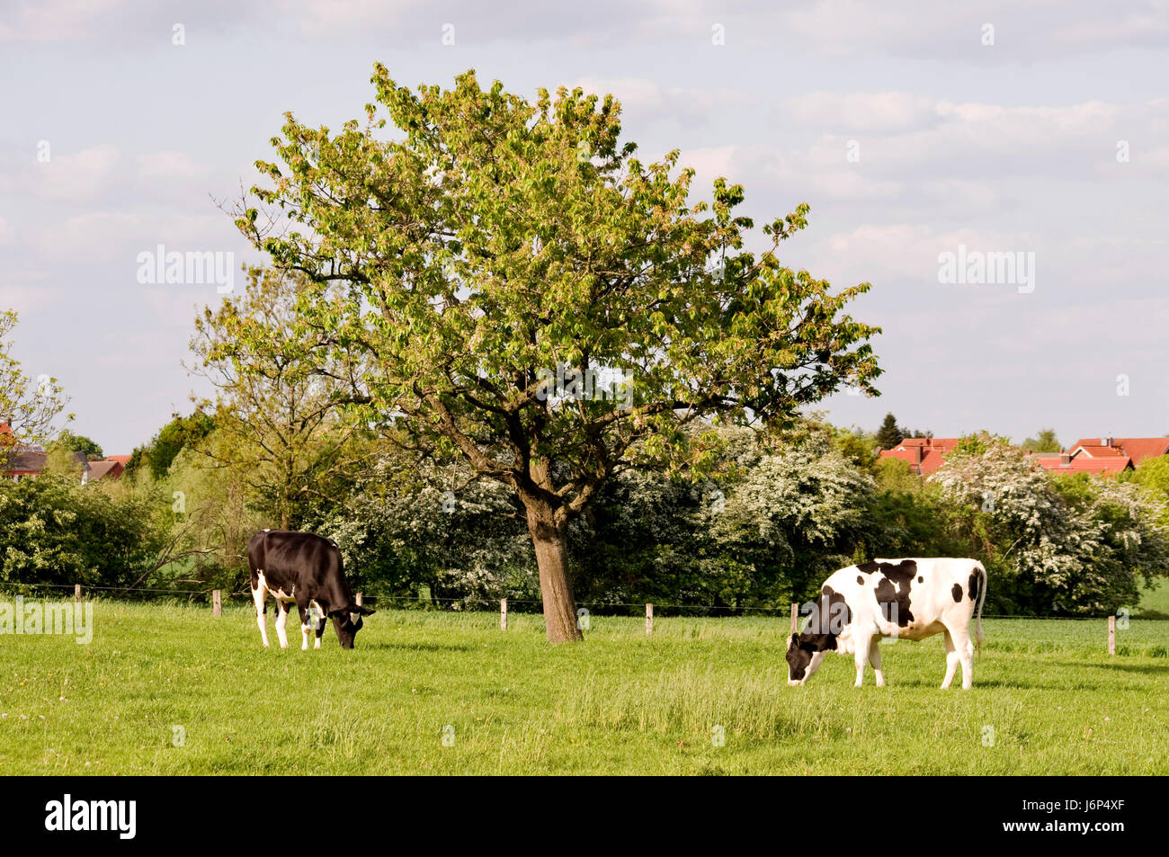 tree agriculture farming cow livestock cows stock farming nature willow ...